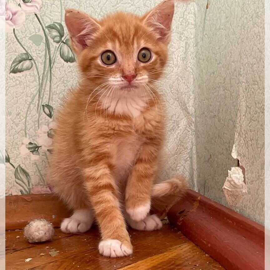 Рыжий котенок девочка 2,5 мес