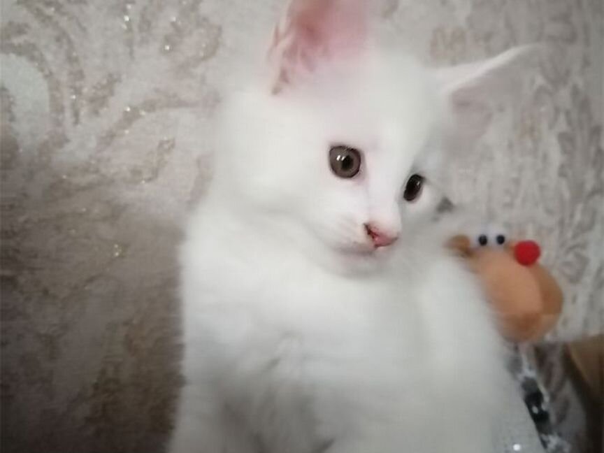 Котята мейн-кун