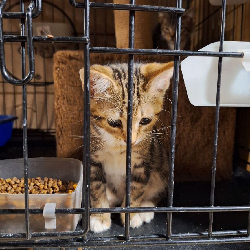 Нежный котёнок из приюта. Мальчик, 2 мес