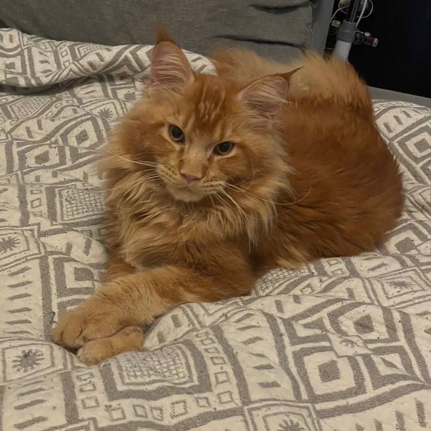 Мейн-кун вязка