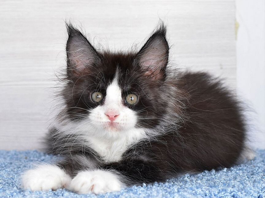 Мейн-кун девочка черная с белым на серебре