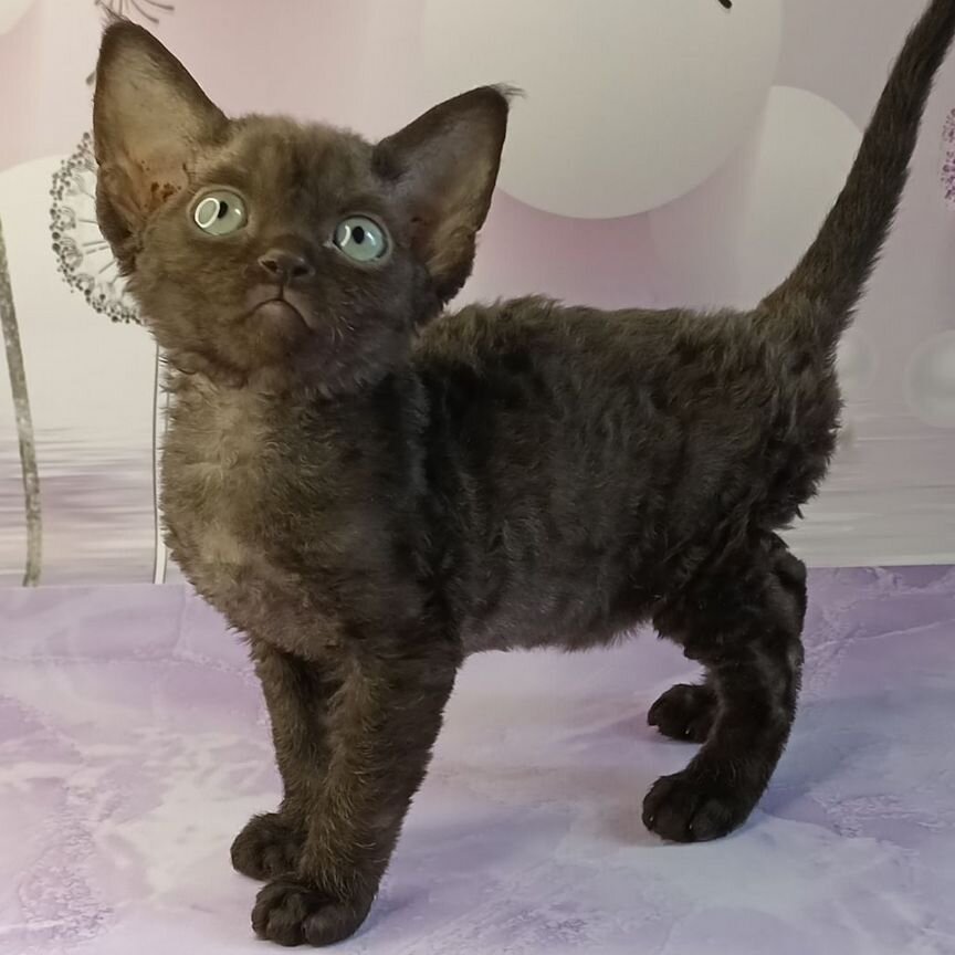 Котята Девон Рекс