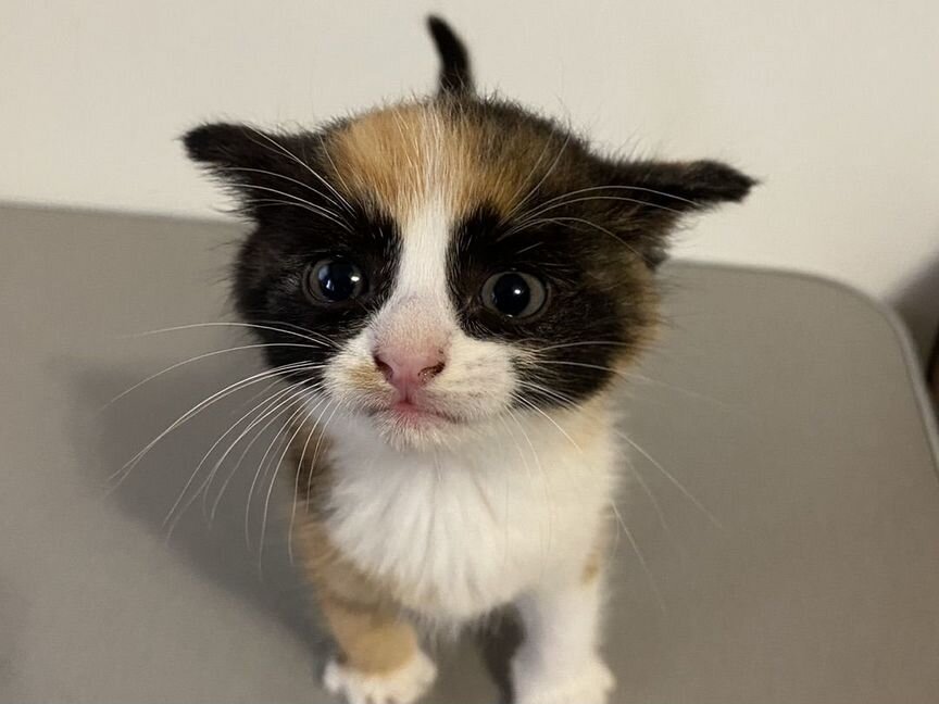 Котянок в добрые руки