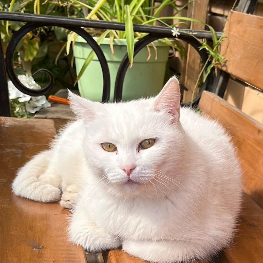 Кошки в добрые руки