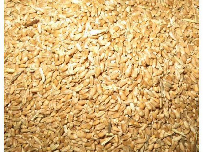 Пшеница Ячмень Отруби Овес