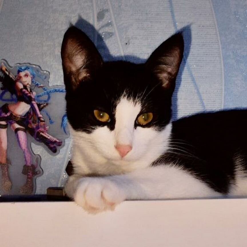 Котенок ушки-кисточки