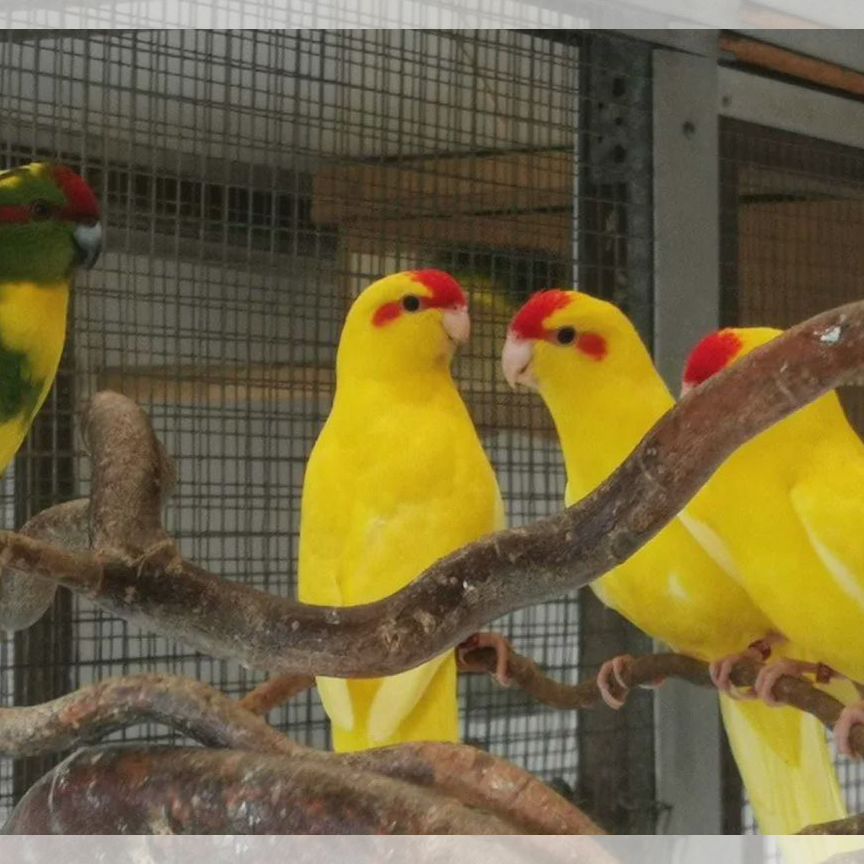 Попугай какарик