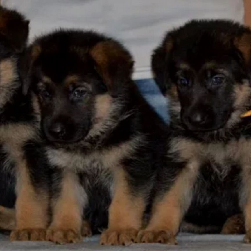 Немецкая овчарка