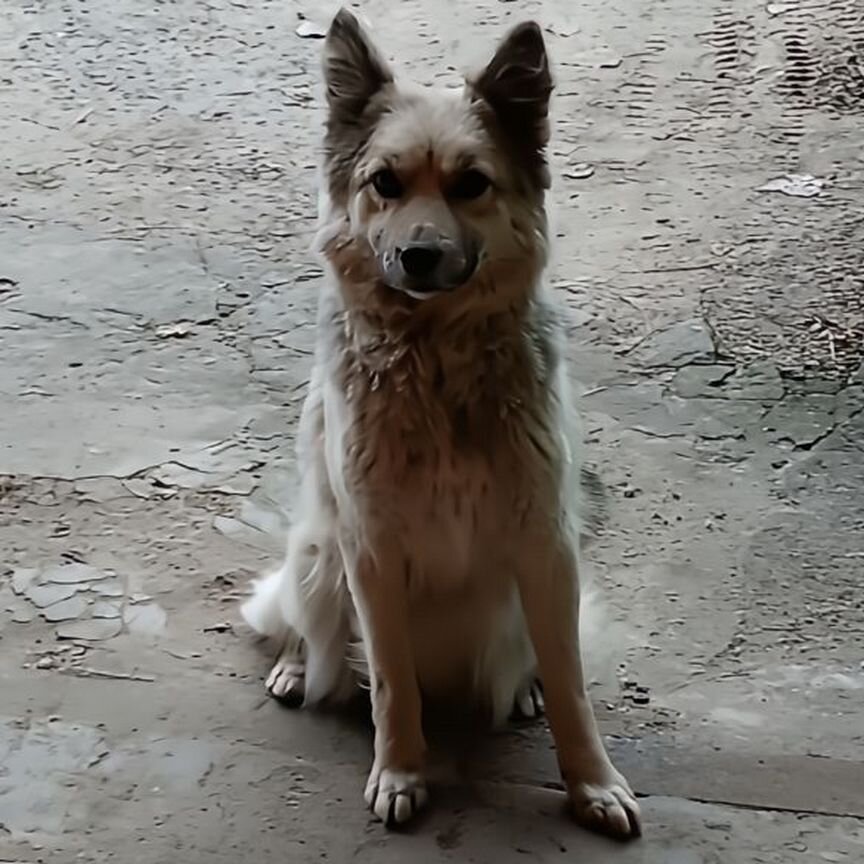 Взрослая собака в добрые руки