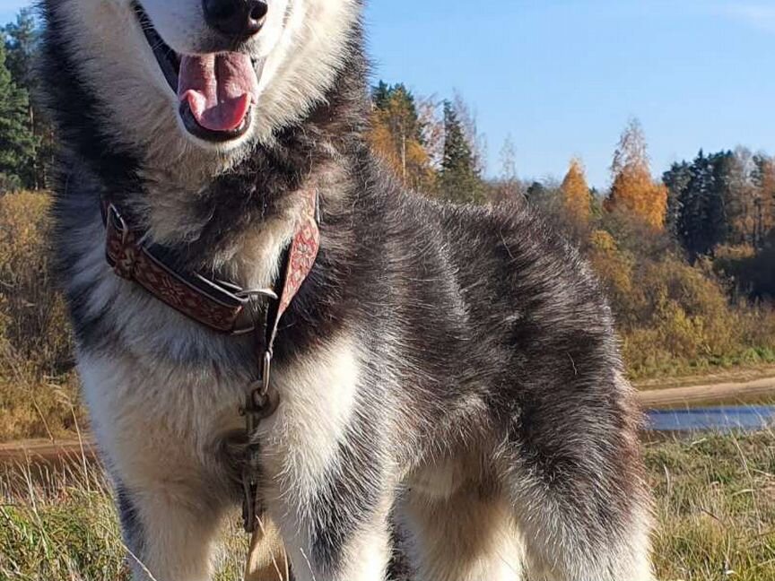 Сибирский хаски