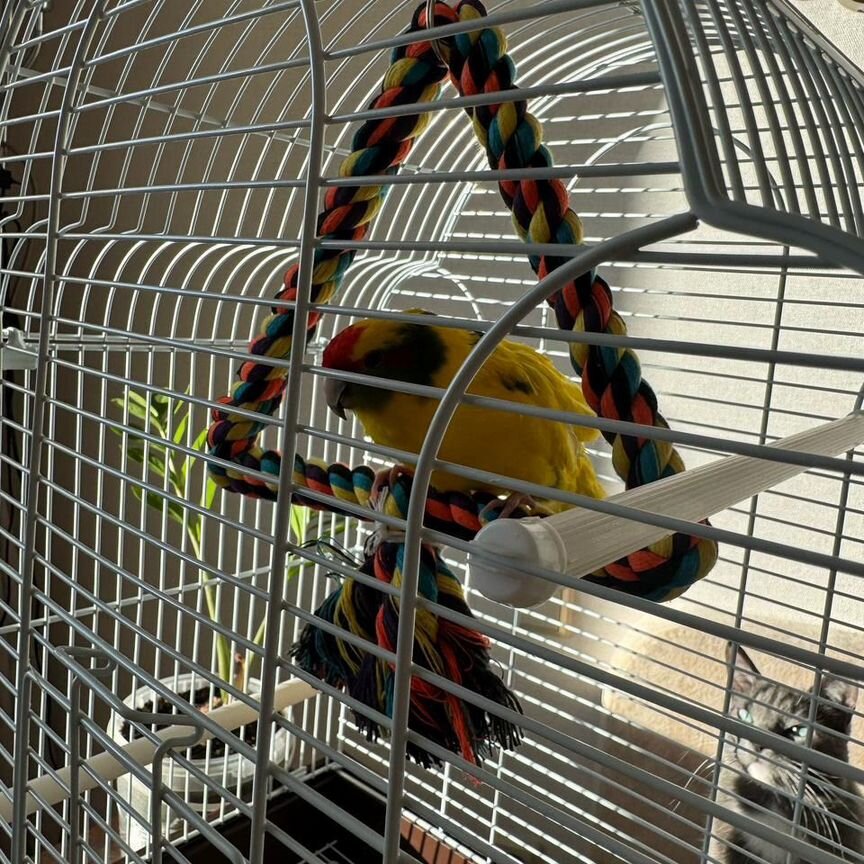 Попугай Какарик. Мальчик