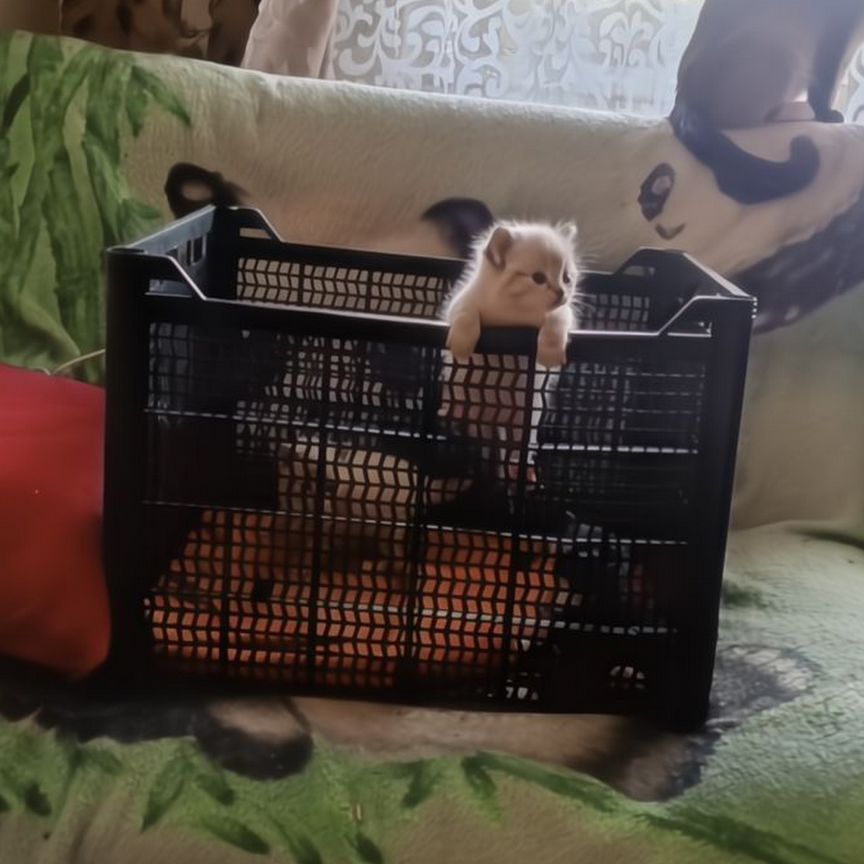Тайский котёнок