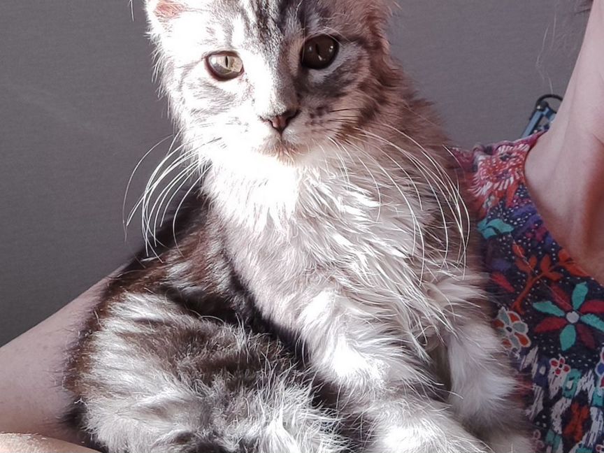 Котенок девочка в добрые руки