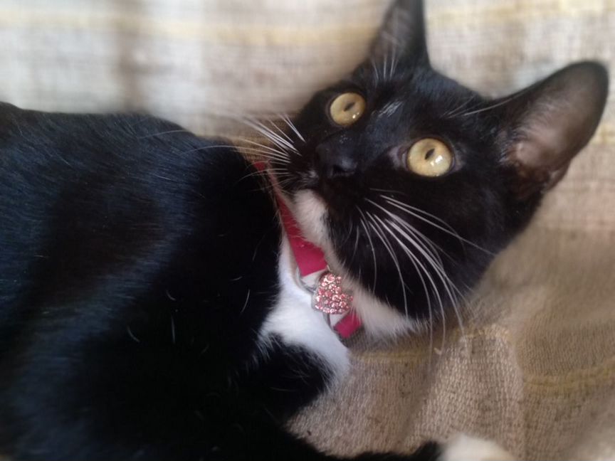 Котенок Соня в добрые руки