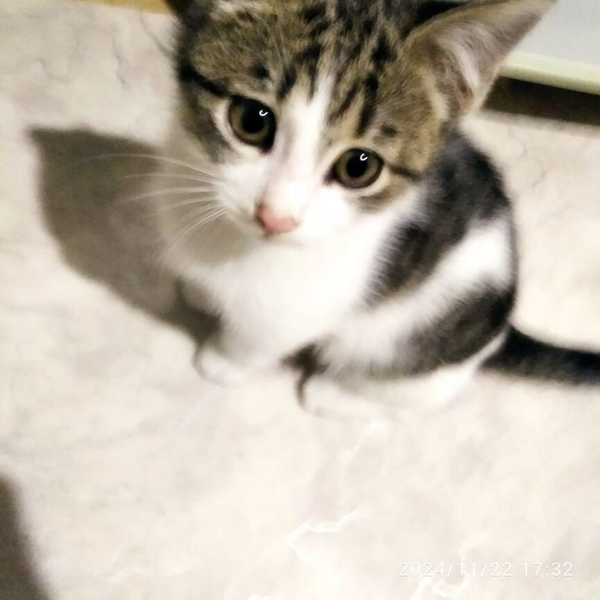 Максик