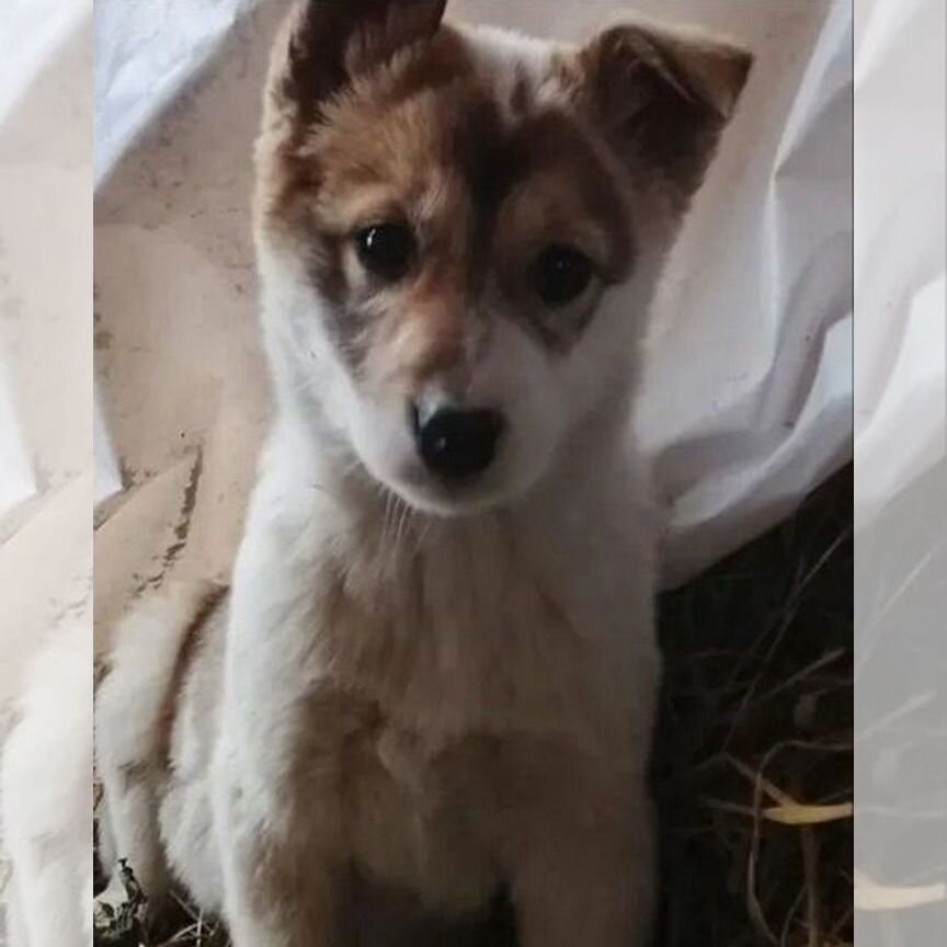 Лайка, щенок