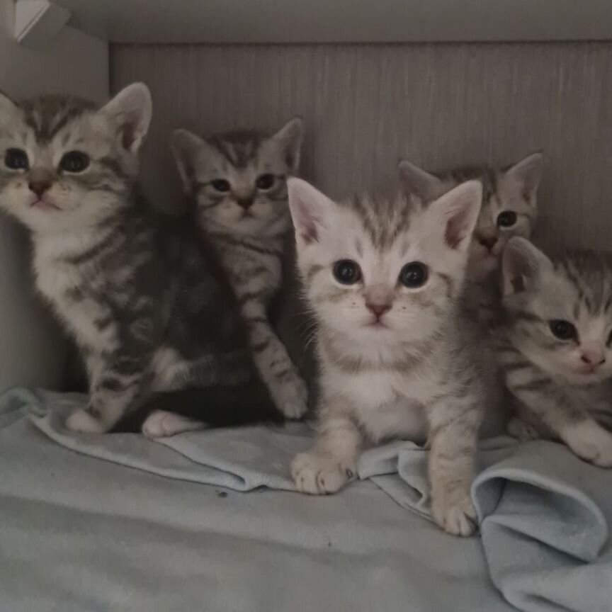 Очаровательные котята от шотландской кошки