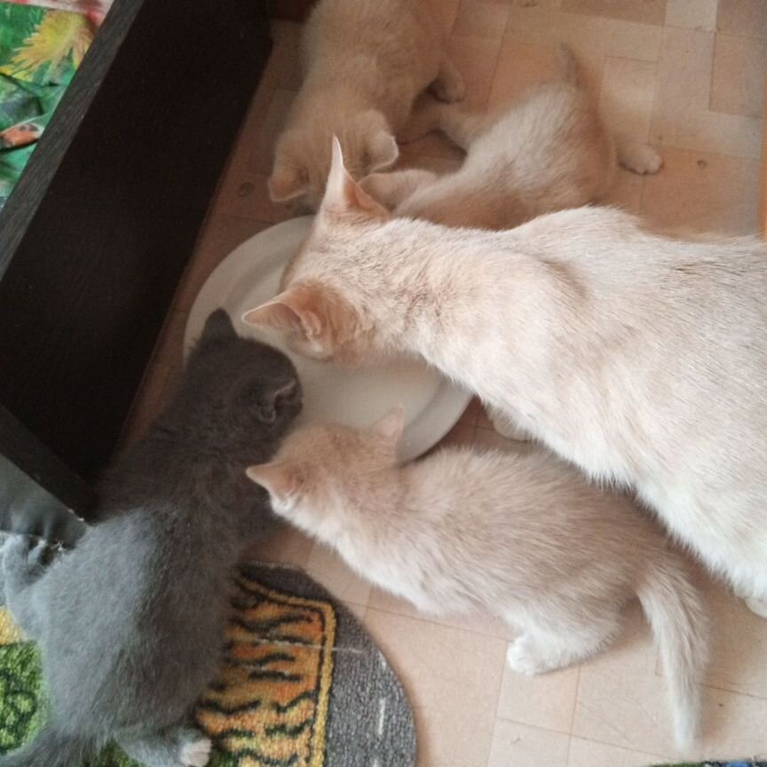 Британские котята