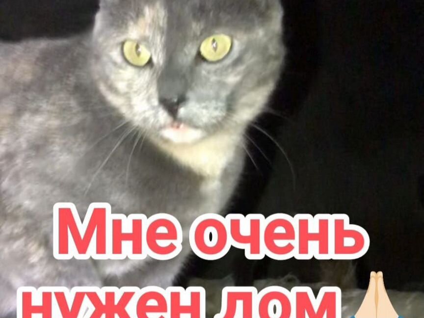 Спасите голубокремовую