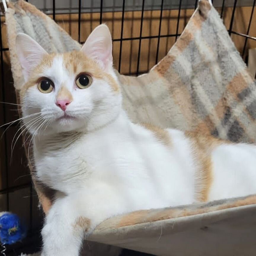 Ромашка в добрые руки