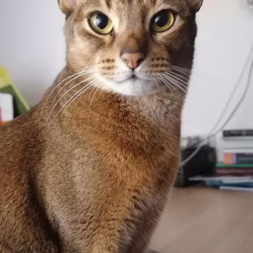 Аббисинский кот