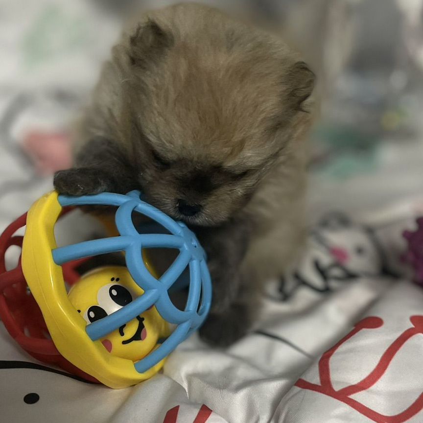 Померанский шпиц, щенок