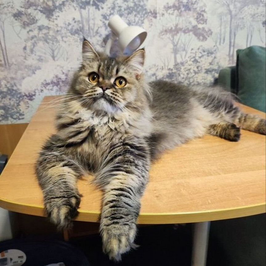 Шотландский котёнок чёрный тикированный