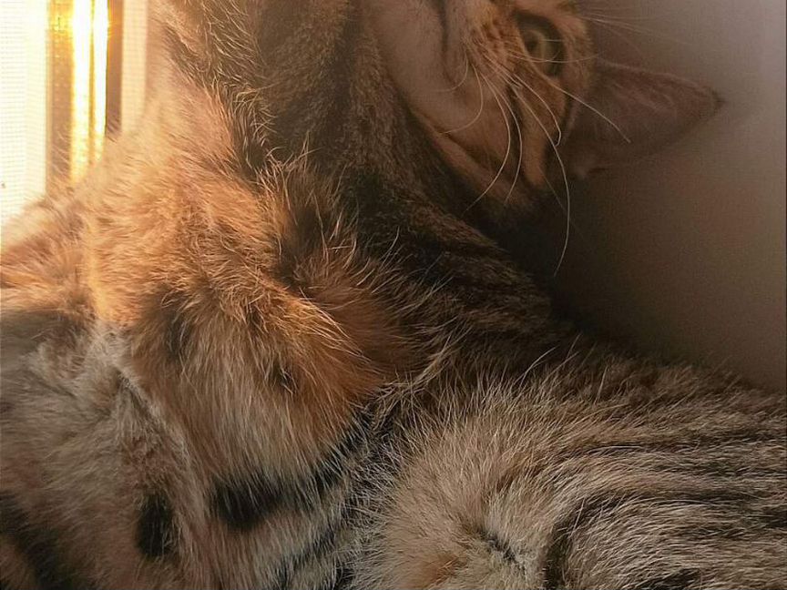 Кошки бесплатно