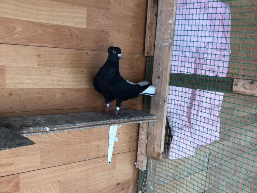 Голубь Иранский