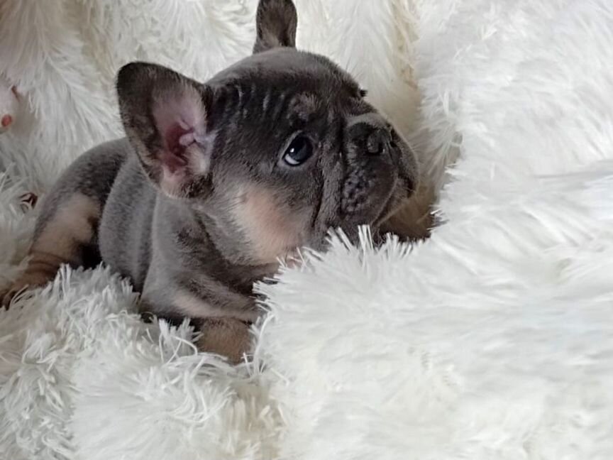 Щенки французского бульдога с флаффи геном L4