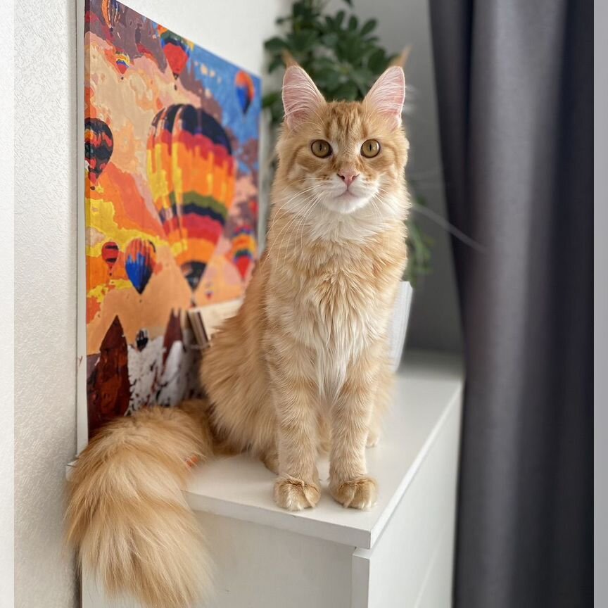 Кошка ищет кота для вязки