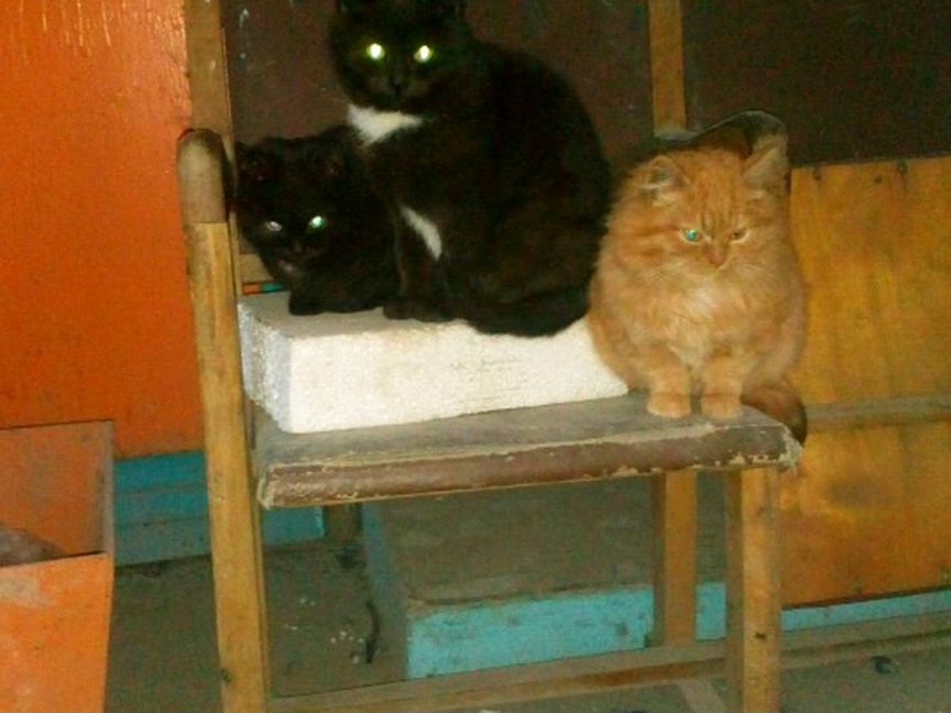 Отдам котят в добрые руки