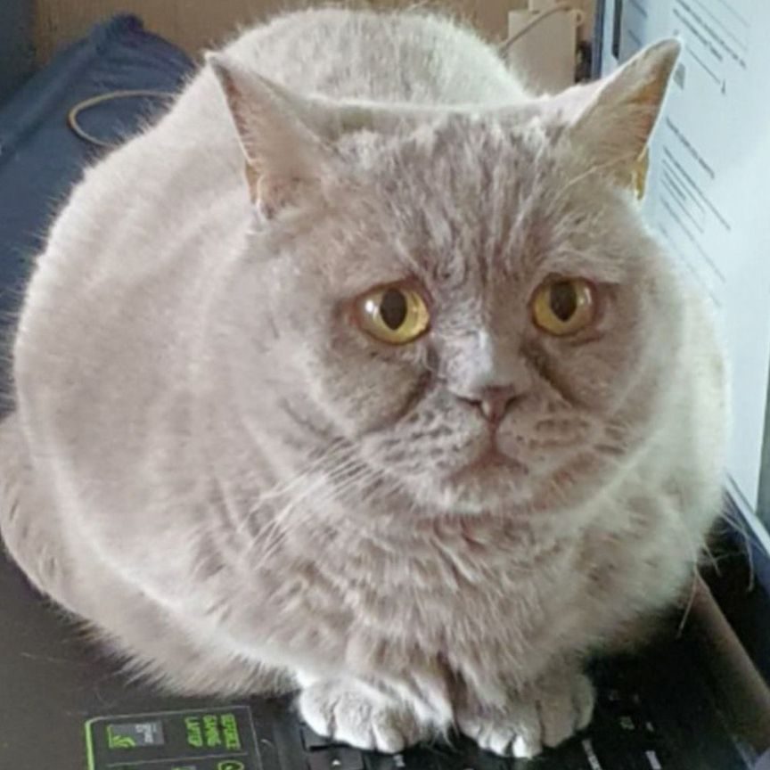 Британская короткошёрстная, взрослая кошка