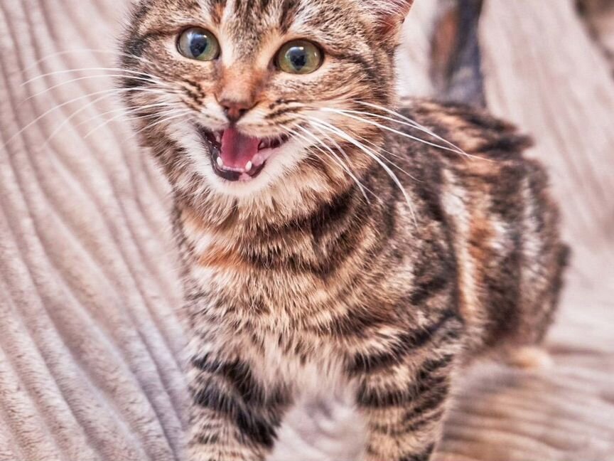 Маленькая ласковая кошечка котёнок