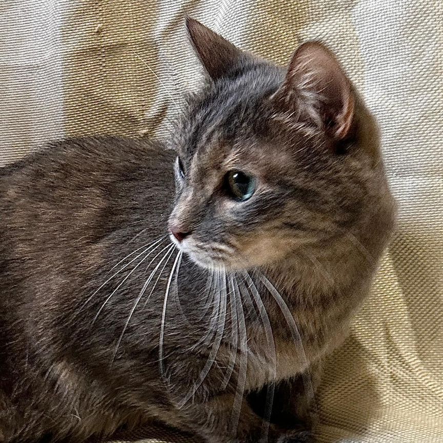 Полосатая кошечка