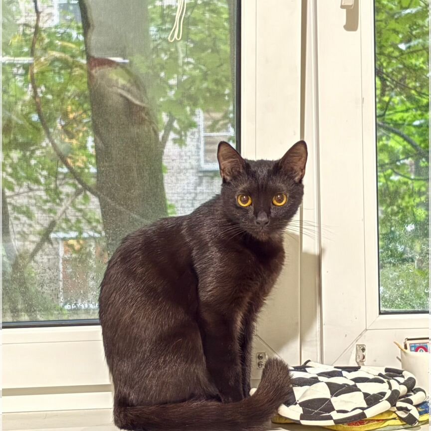 Бомбейский котёнок