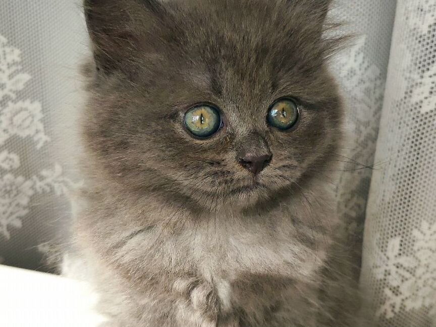 Шотландские котята