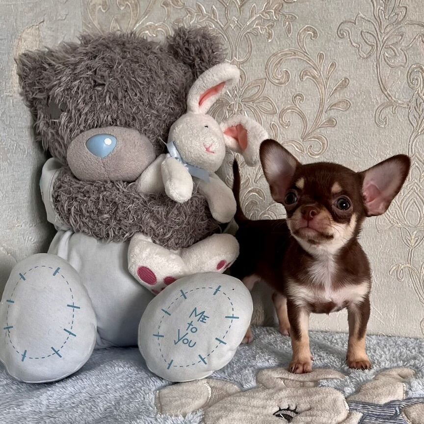 Чихуахуа, щенок