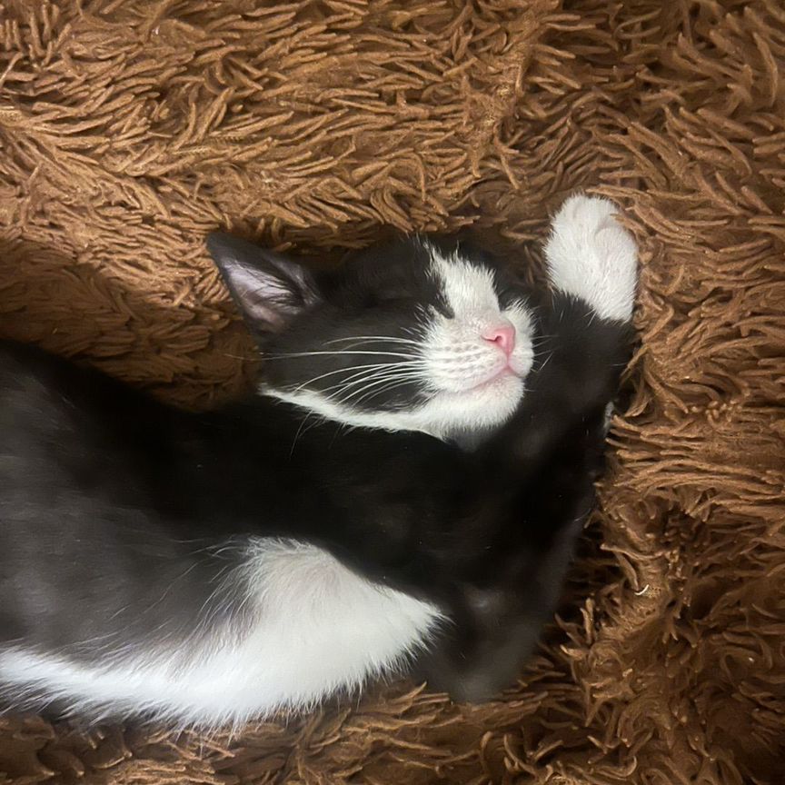 Котенок ищет дом