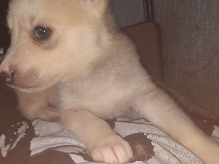 Щенки алабая