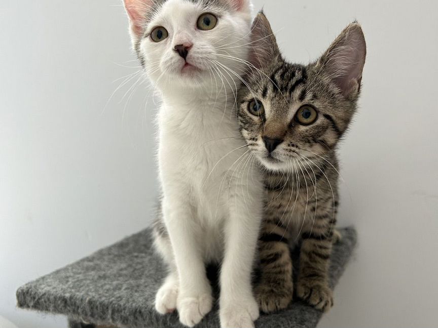 Маленьким котятам шилопопикам нужен хозяин