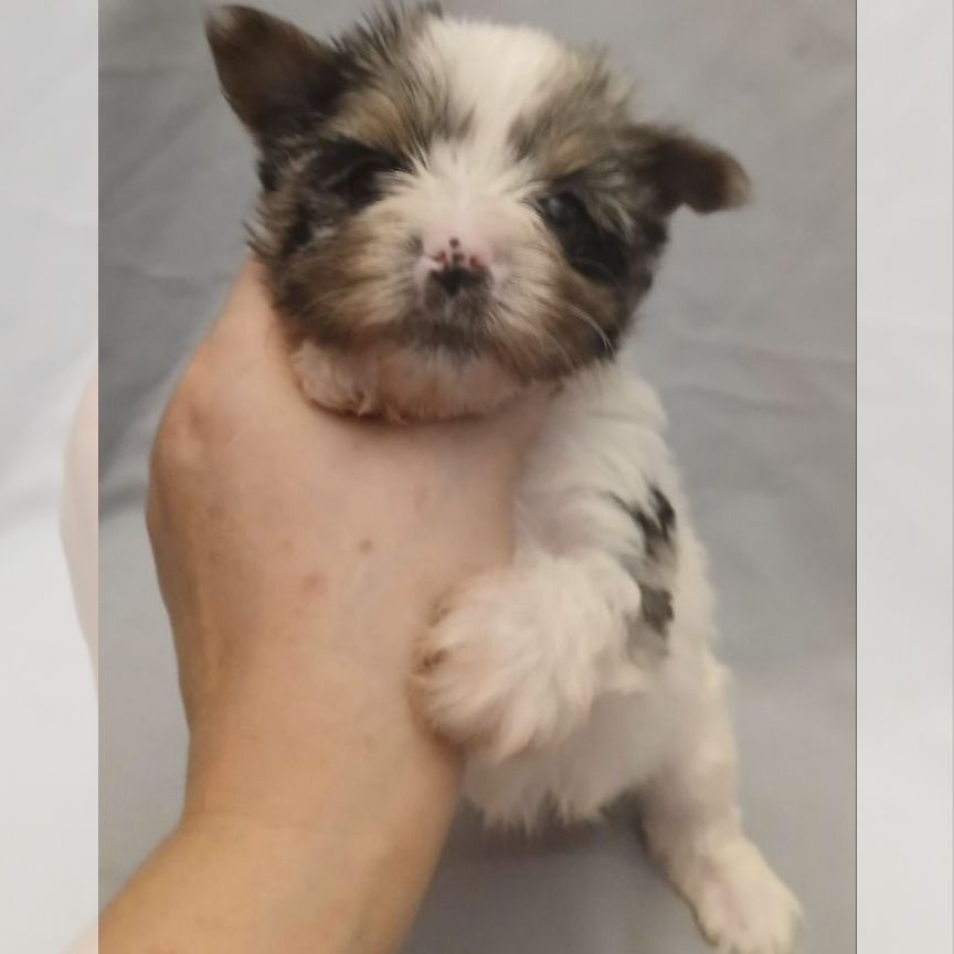 Бивер-йоркширский терьер, щенок