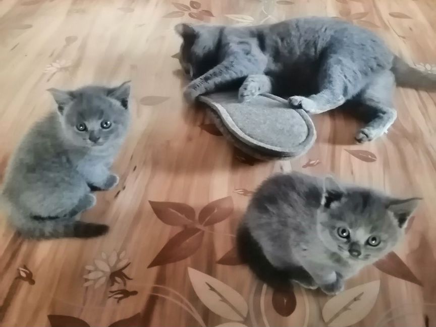 Британские котята, плюшевые камочки