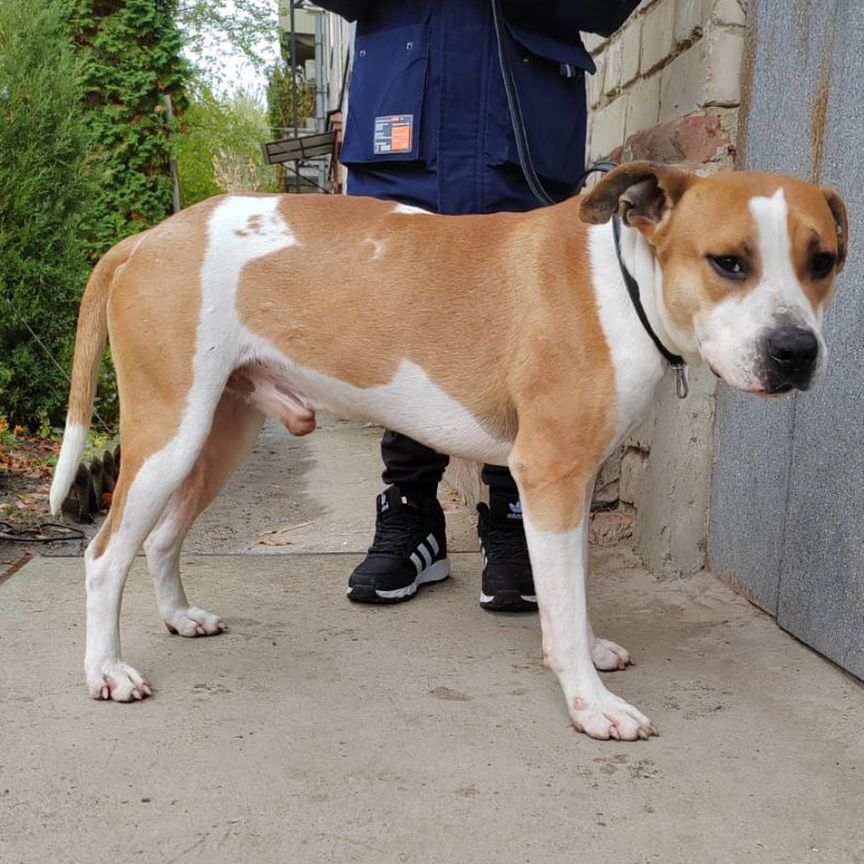 Американский стаффордский терьер