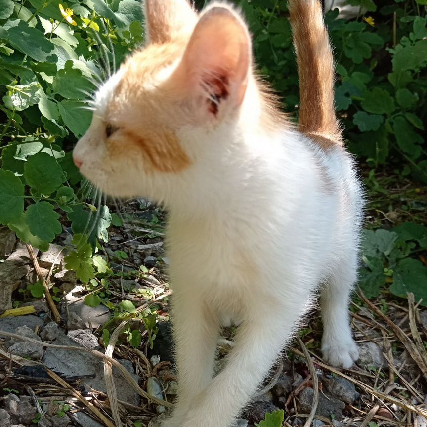 Котенок в добрые руки