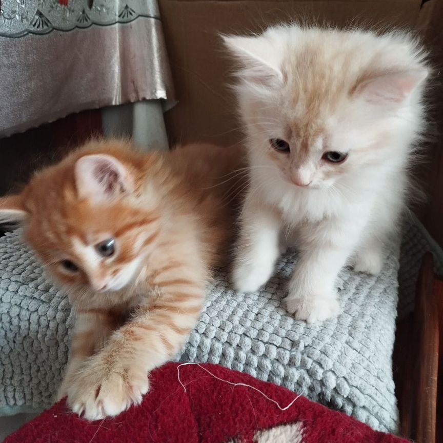 Котята в добрые руки бесплатно