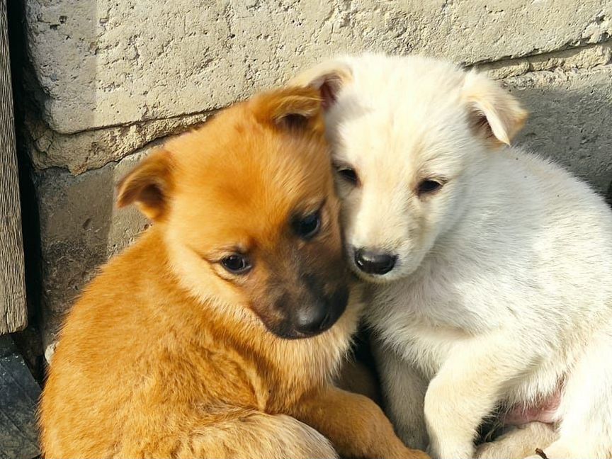 Щенки бесплатно