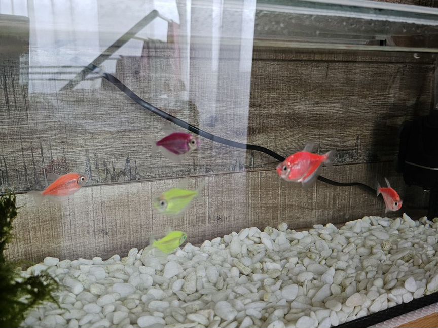 Рыбки тернеция