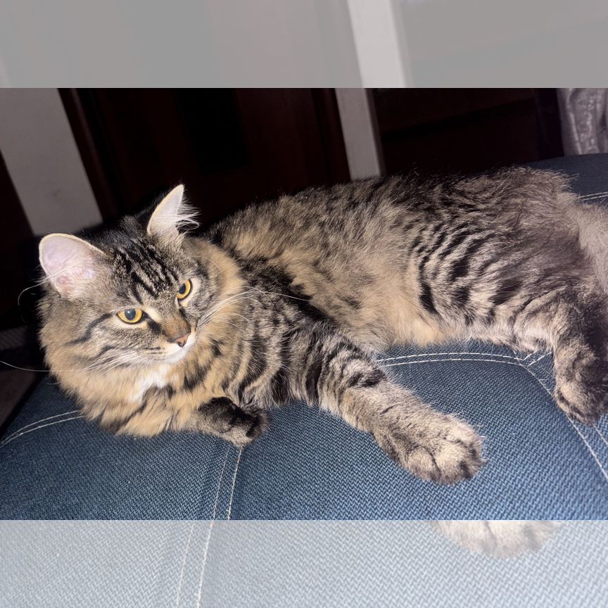 Сибирский котёнок