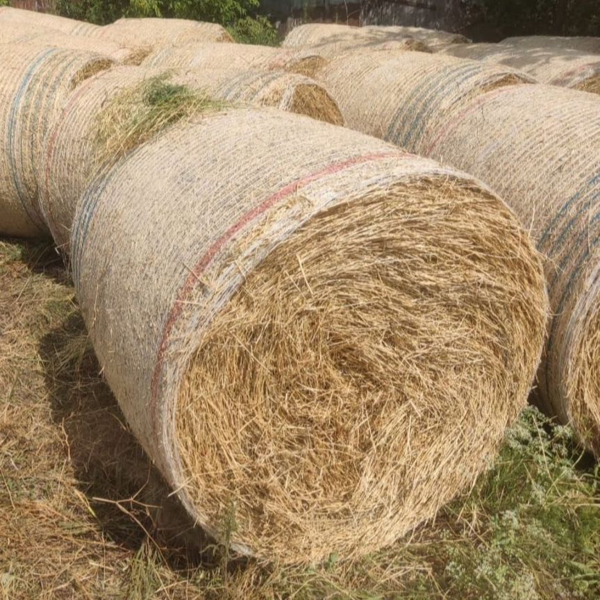 Сено люцерны